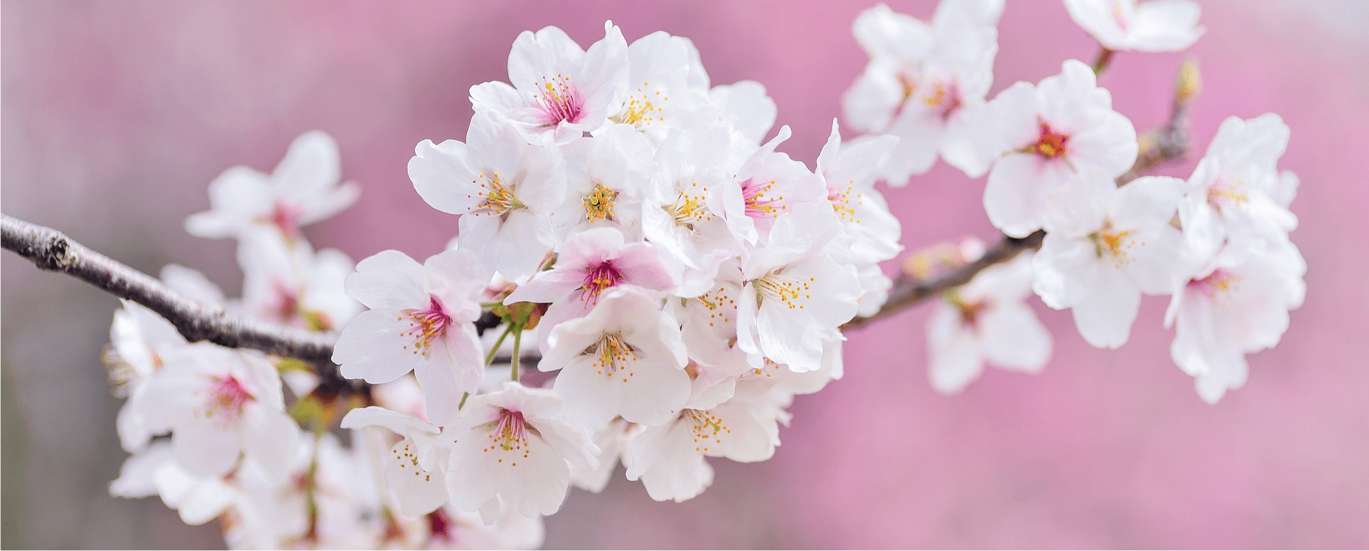 4. prosince je čas na Barborky -ZdraváOVA