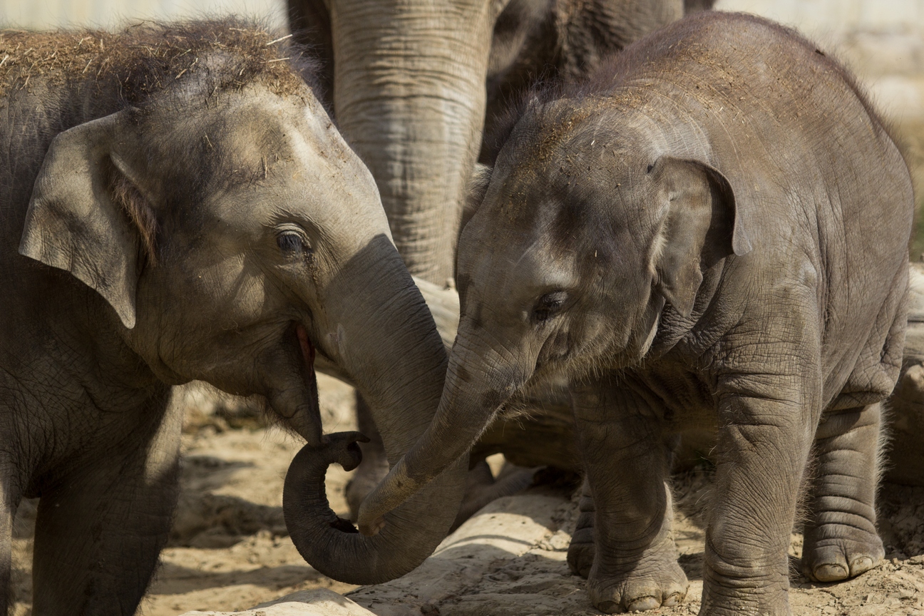 Den pro slony v Zoo Ostrava -ZdraváOVA