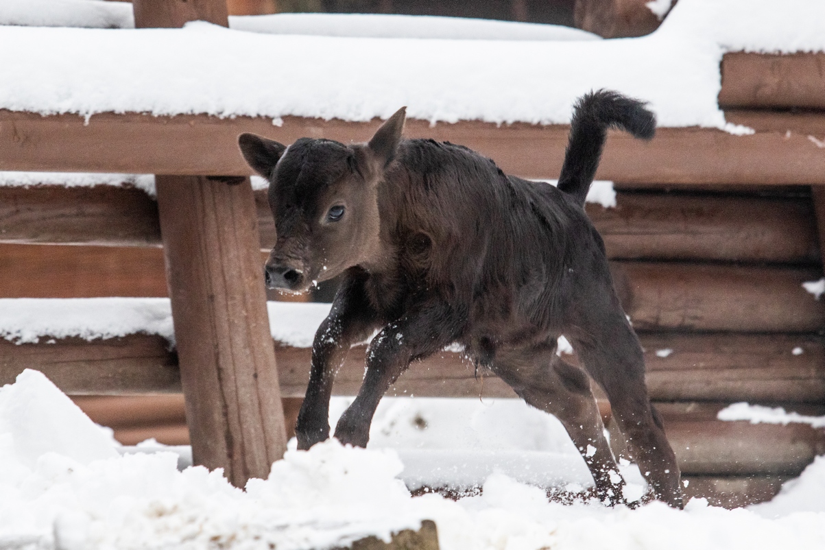 Mláďata nejmenšího plemene domácího skotu v Zoo Ostrava -ZdraváOVA